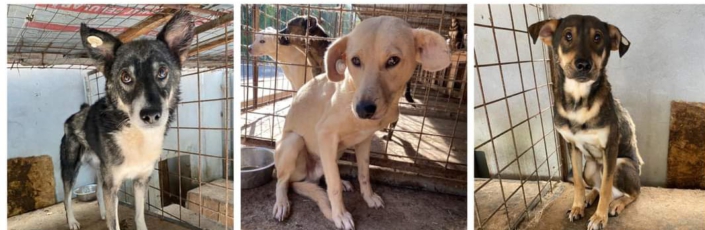 Rettungspatenschaft - NaTiNo e.V.