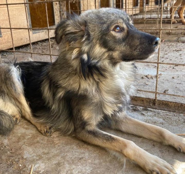 Unser NaTiNo Shelter - Wochenrückblick KW 45 - NaTiNo e.V.
