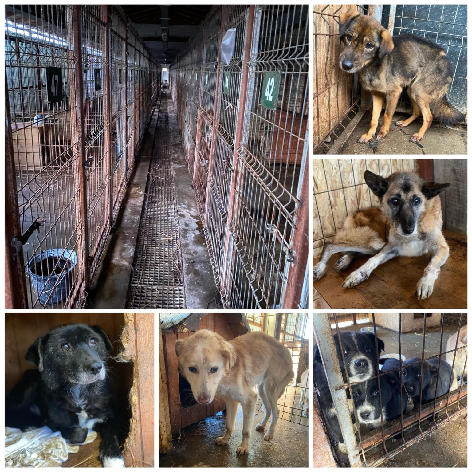 Wir sind vor Ort - die Tötungshunde in Buftea - NaTiNo e.V.