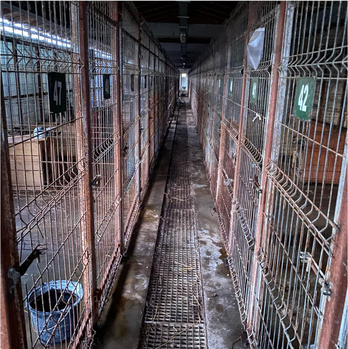 Wir sind vor Ort - die Tötungshunde in Buftea - NaTiNo e.V.